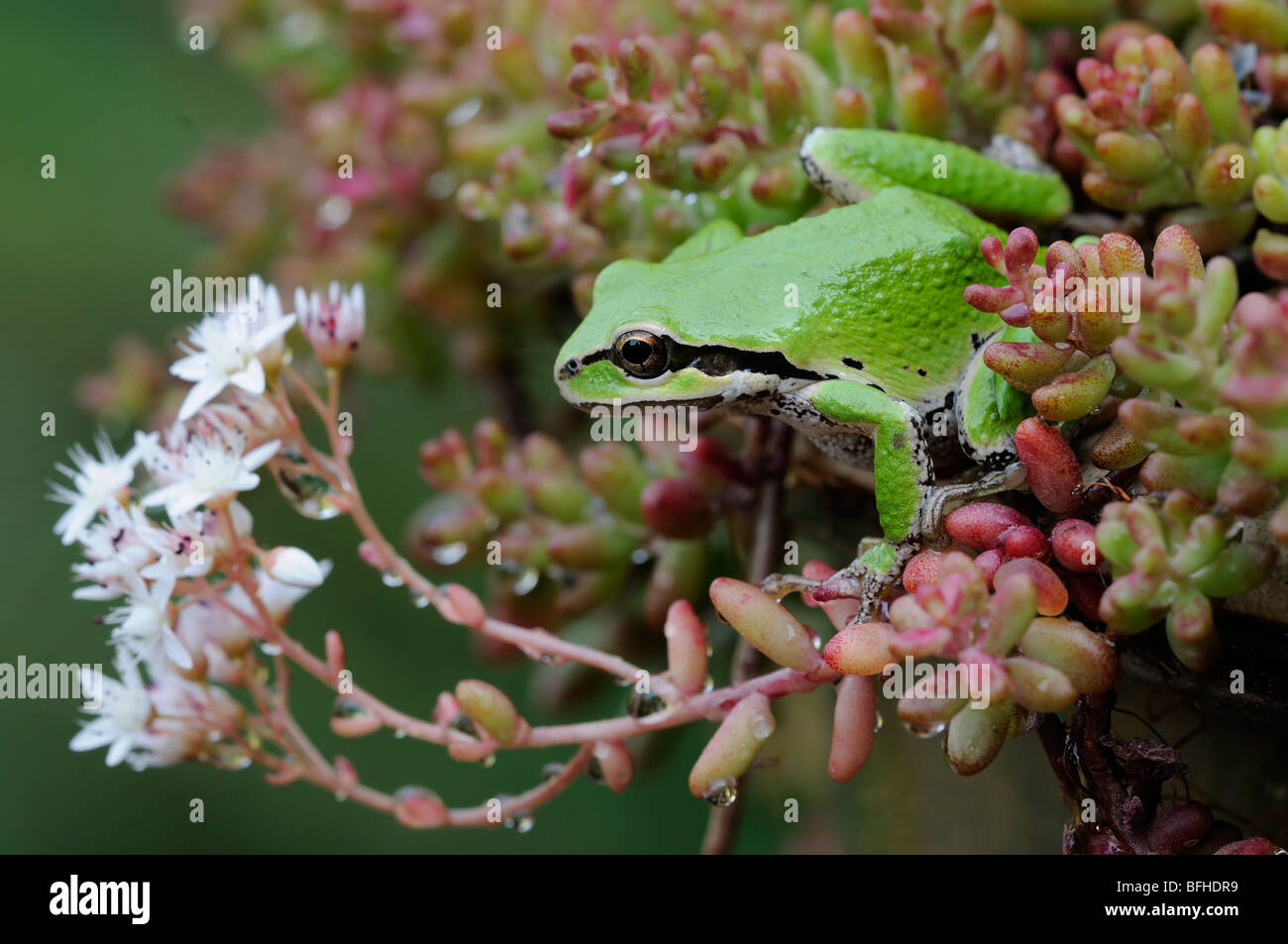 Pacific tree frog hi-res stock photography and images - Alamy