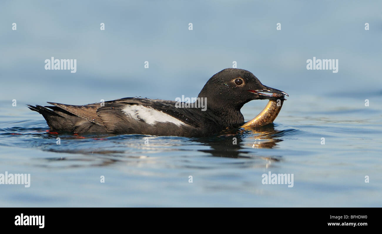 Victoria eel hi-res stock photography and images - Alamy
