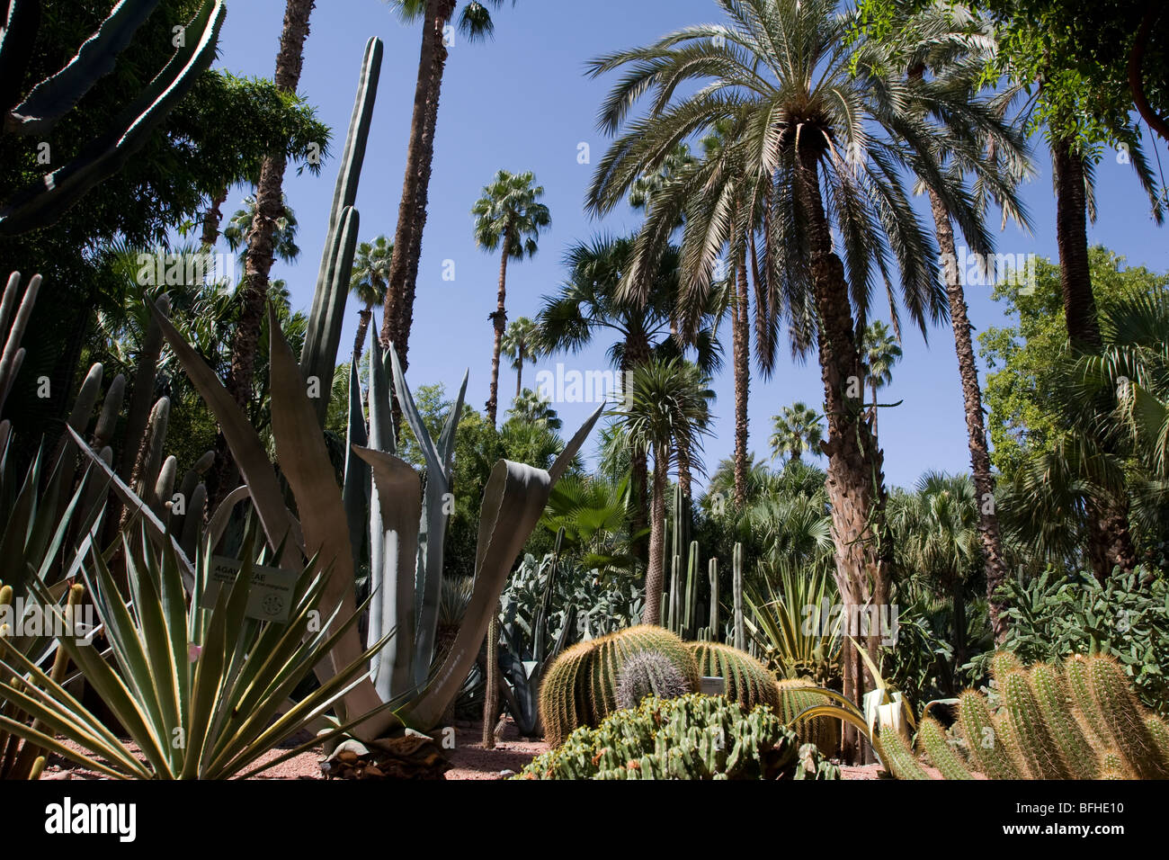 Desert plants including cacti in the Jardin Majorelle, a public garden ...