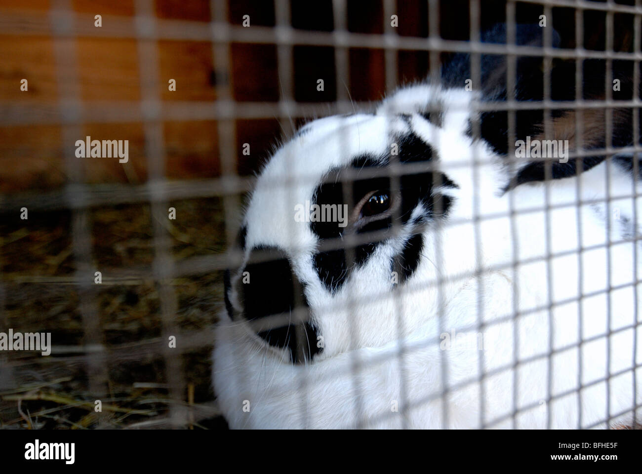 Rabbit in rabbit hutch Stock Photo - Alamy