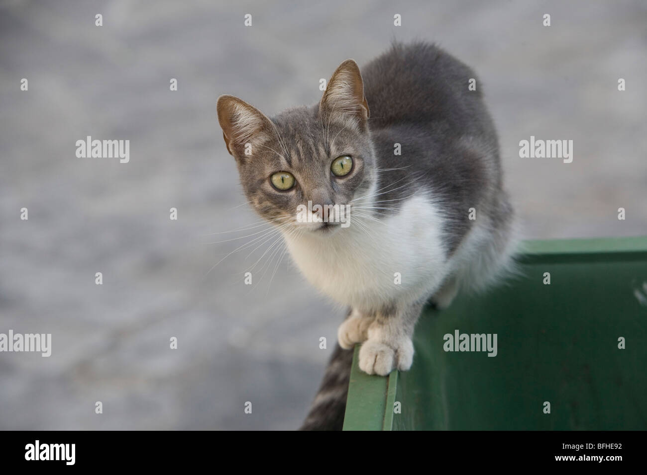 Cats of Greece Stock Photo - Alamy