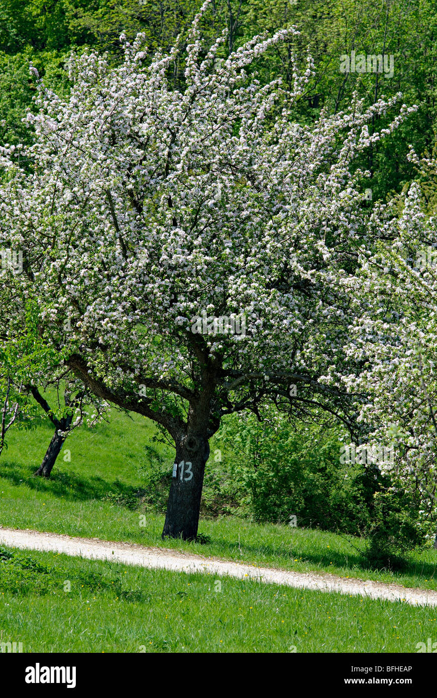 blossom tree number 13 Stock Photo - Alamy