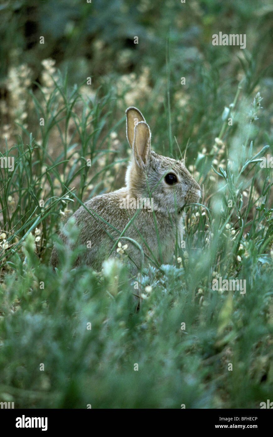 Nuttalls cottontail rabbit hi-res stock photography and images - Alamy
