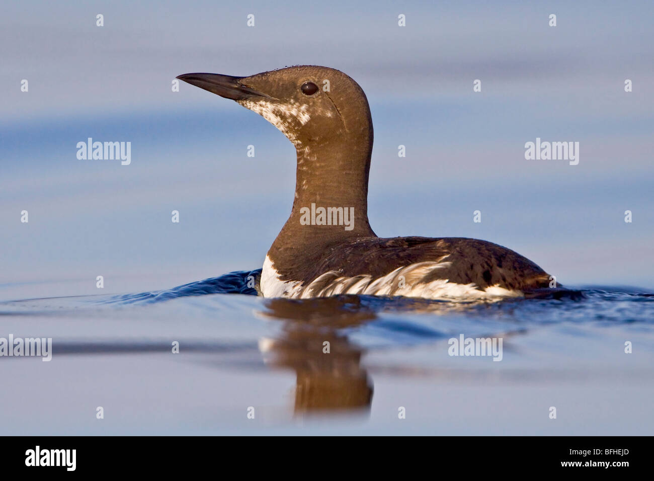 Common Murre (Uria aalge) swimming on the ocean near Victoria, BC ...