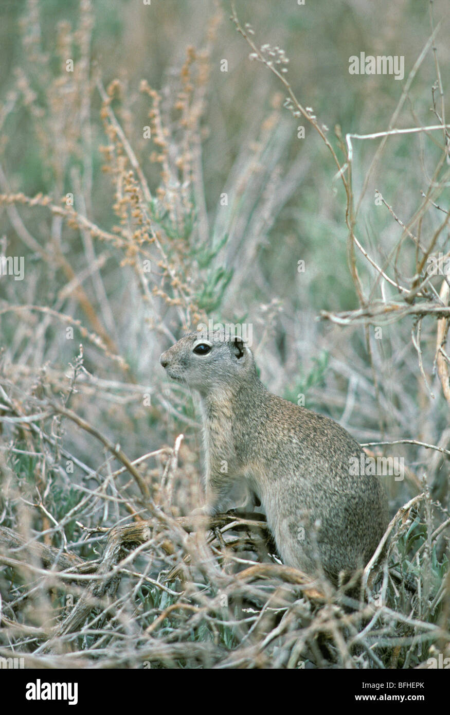Belding's Ground Squirrel (Urocitellus beldingi) in sage brush, Bodie ...
