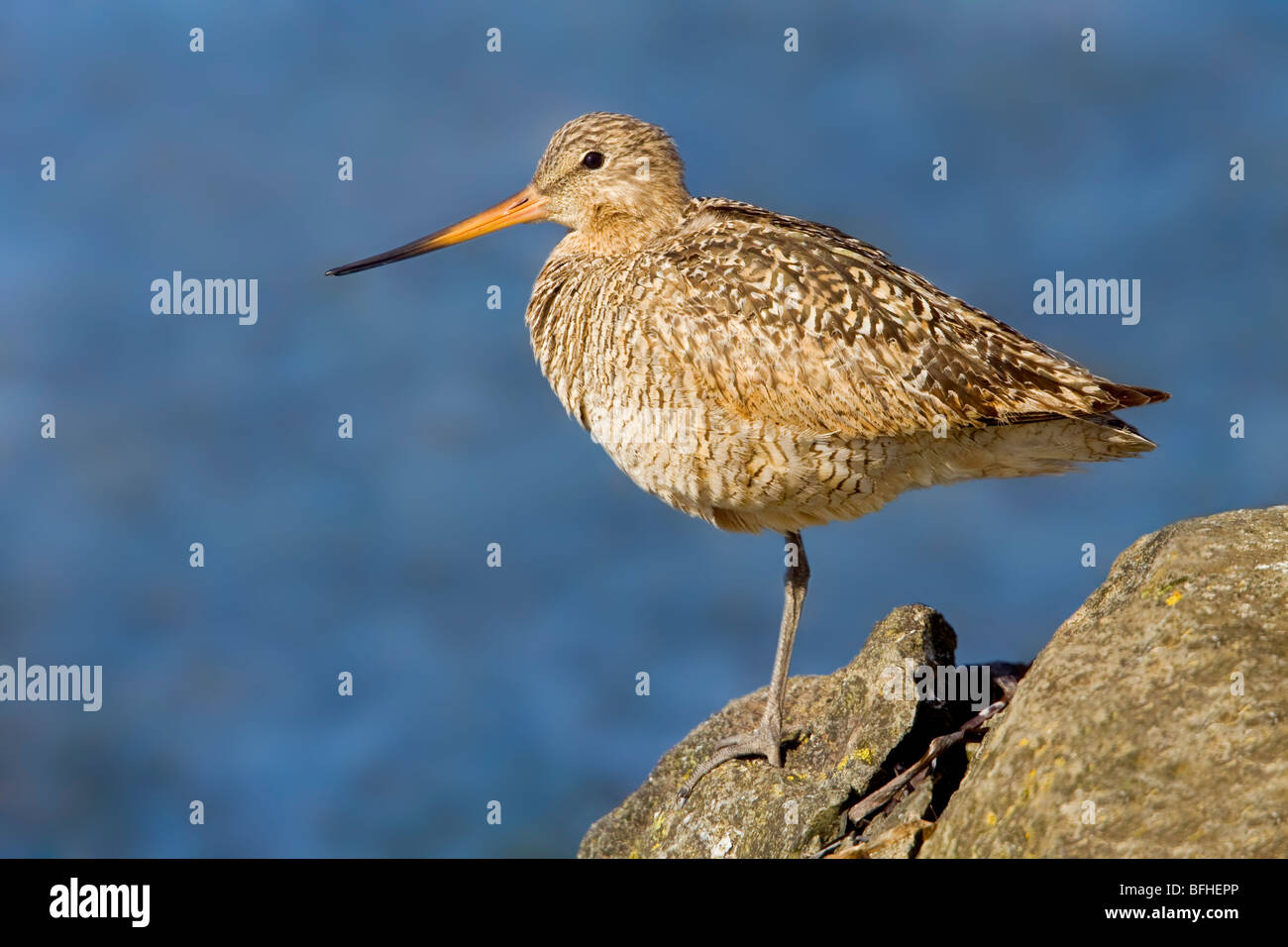 Limosa fedoa hi-res stock photography and images - Alamy