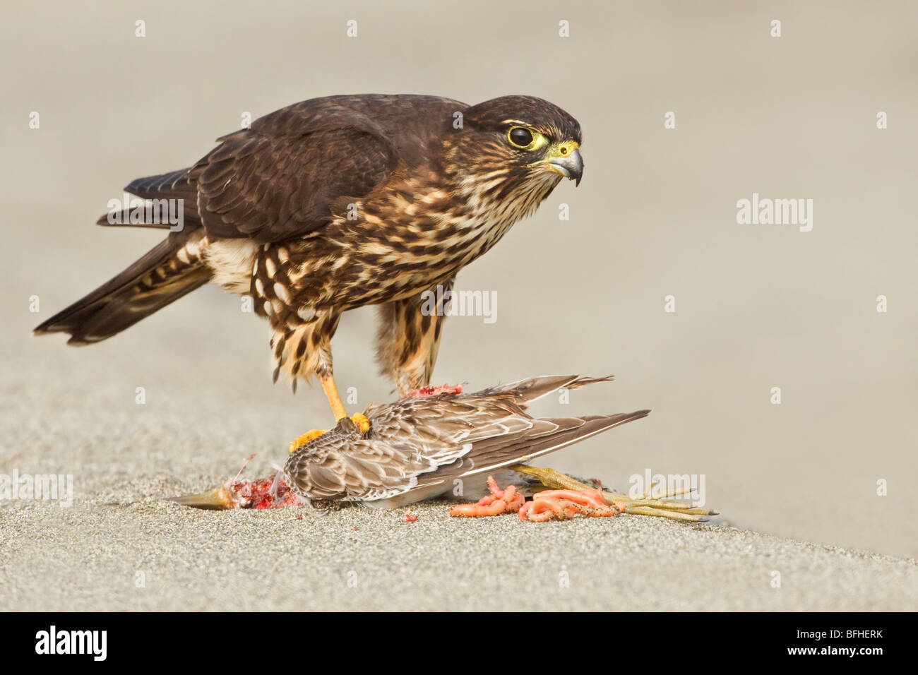 Merlin (Falco columbarius) perched on the beach feeding on a shorebird ...