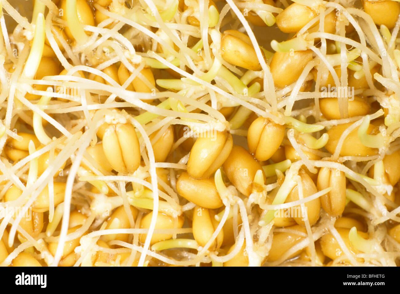 Wheat (Triticum aestivum), germinating and sprouting grains Stock Photo ...