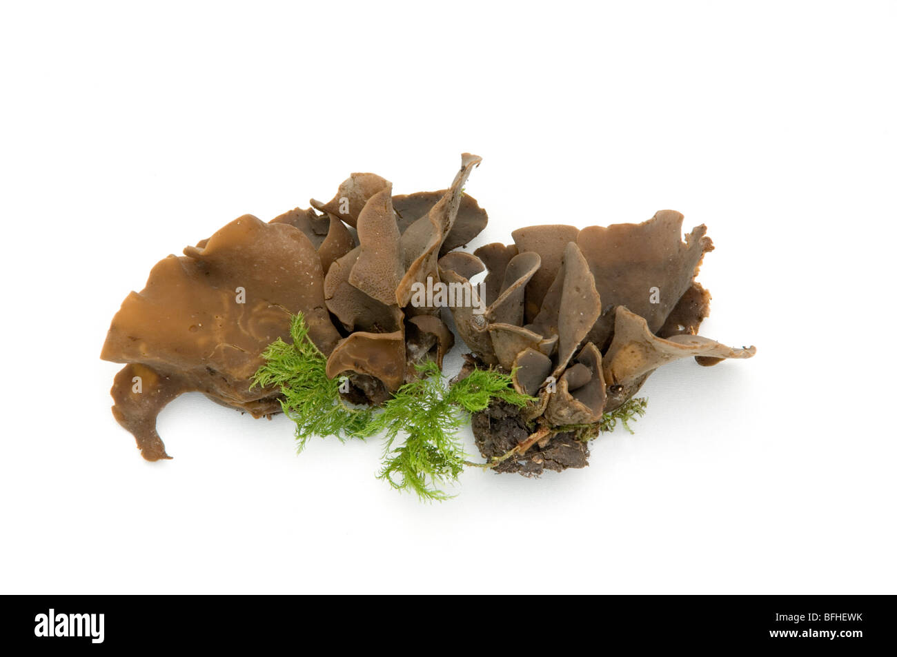 Tan fungus hi-res stock photography and images - Alamy