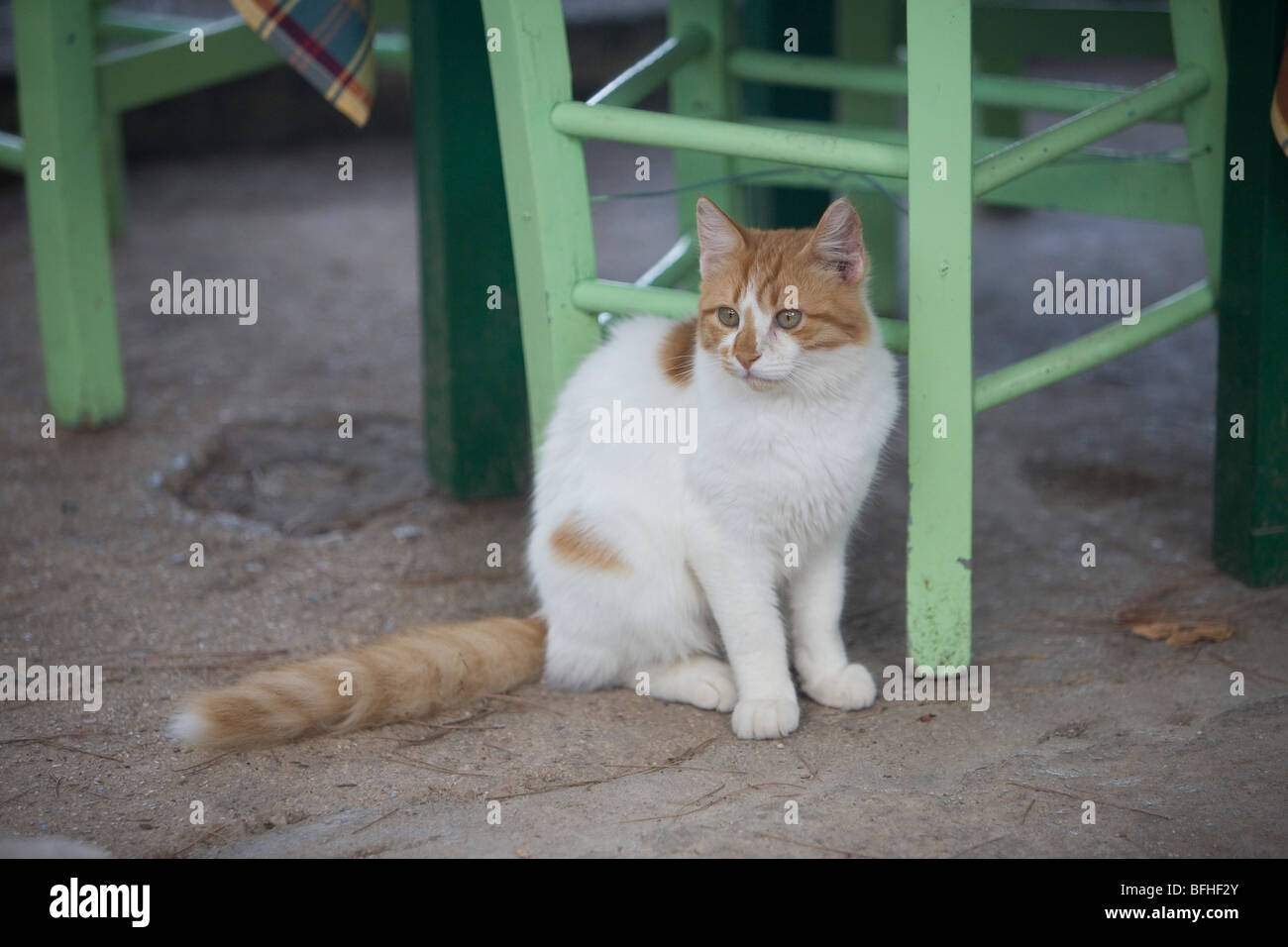 Cats of Greece Stock Photo - Alamy