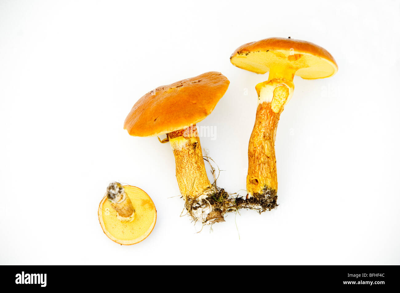 SUILLUS GREVILLEI, LARCH BOLETE FUNGI Stock Photo - Alamy