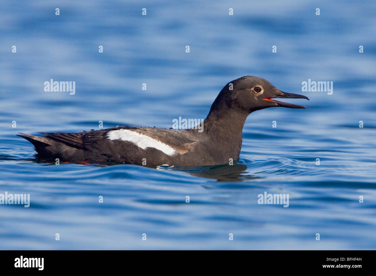 Pigeon Guillemot - (Cepphus columba) swimming in the ocean in Victoria ...
