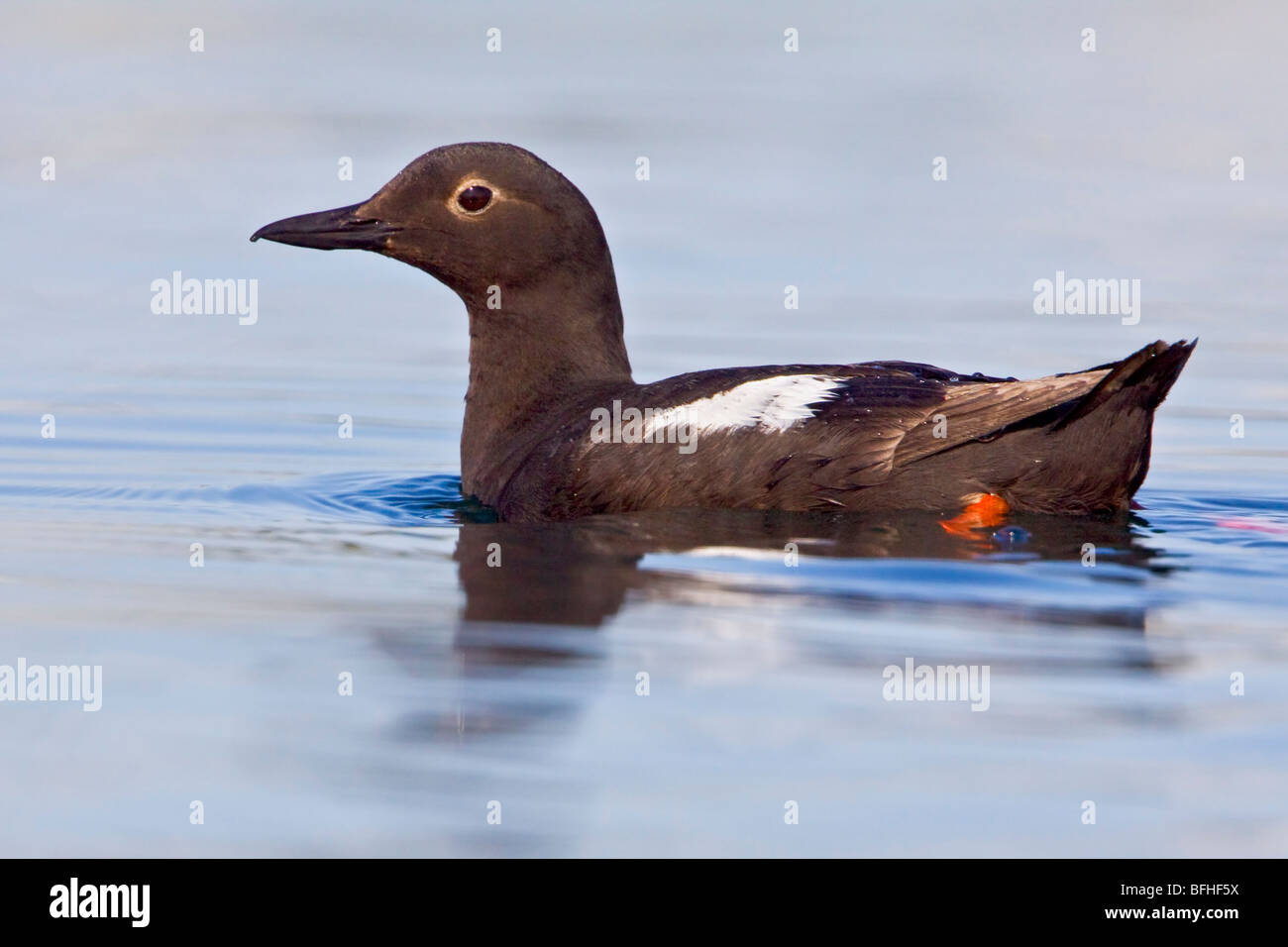 Pigeon Guillemot - (Cepphus columba) swimming in the ocean in Victoria ...