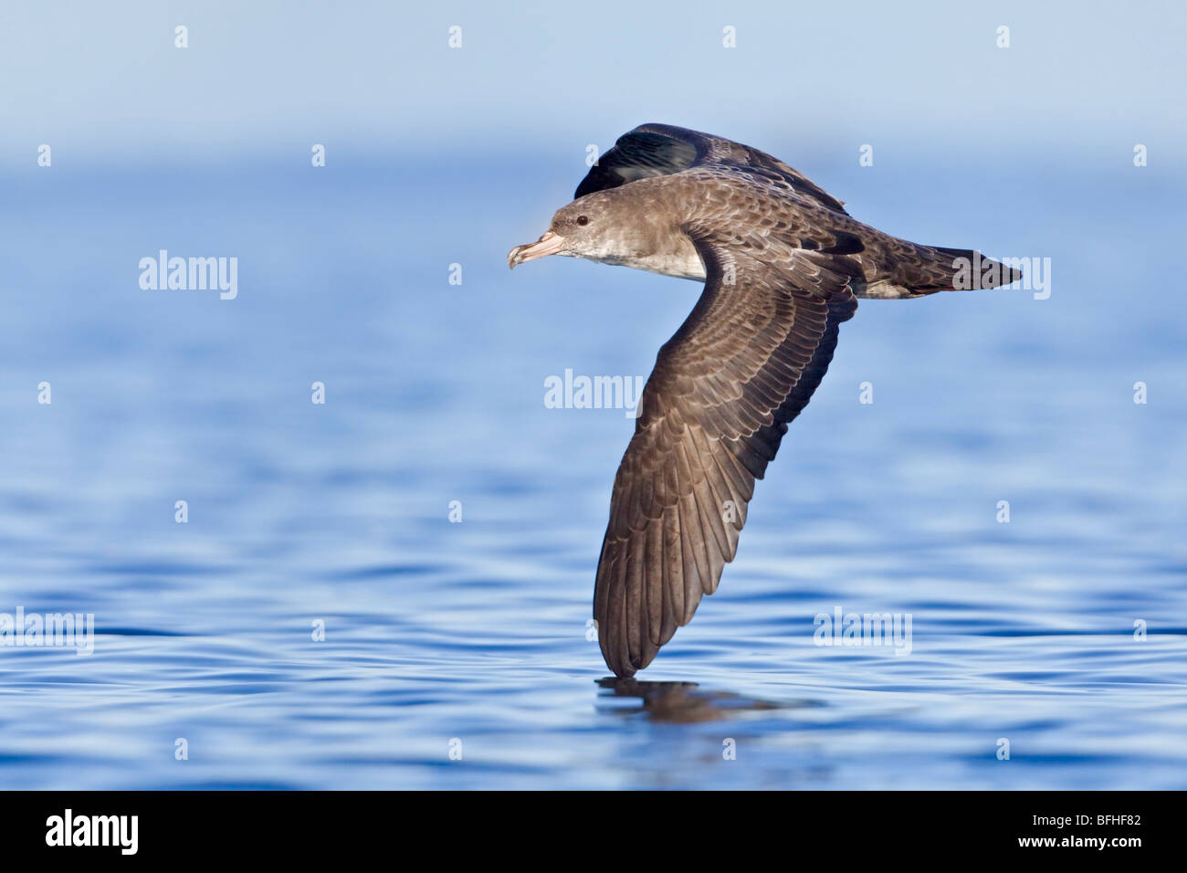 Pink-footed Shearwater (Puffinus creatopus) flying in Victoria, BC ...