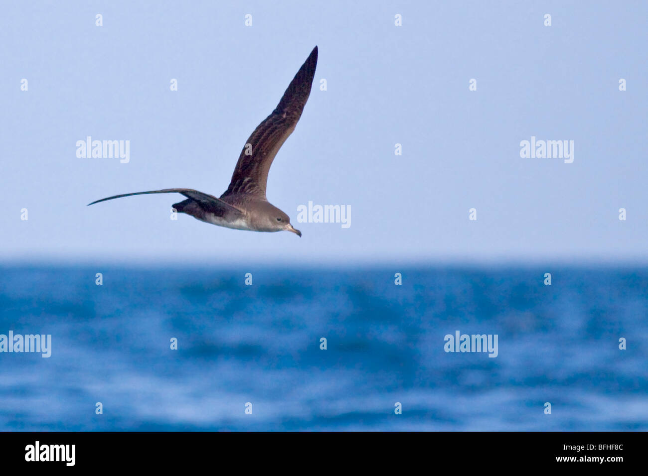 Puffinus creatopus hi-res stock photography and images - Alamy