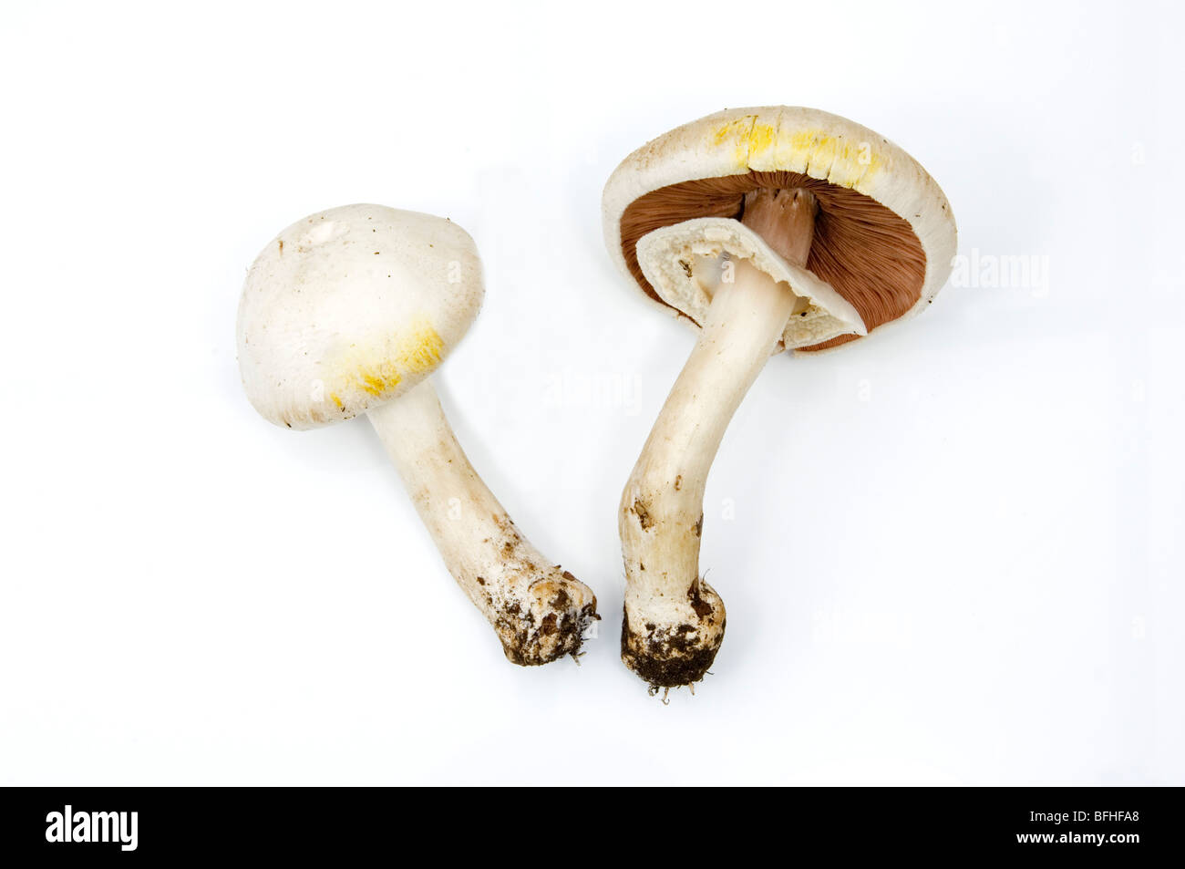 Yellow Stainer Mushroom High Resolution Stock Photography and Images ...