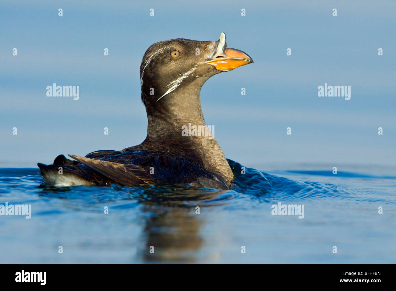 Rhinoceros Auklet (Cerorhinca monocerata) swimming in the ocean in ...