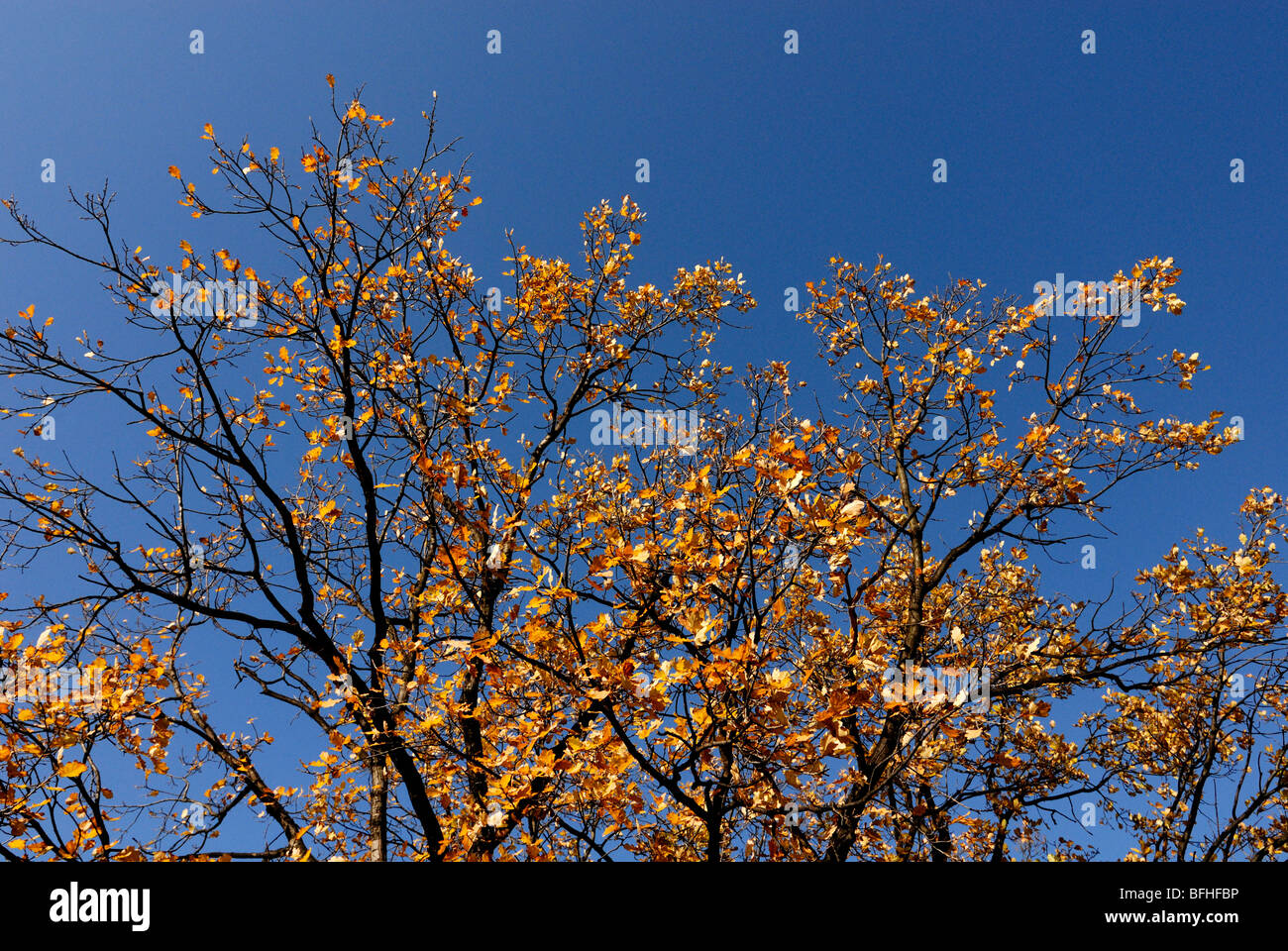 Colours of autumn Stock Photo - Alamy