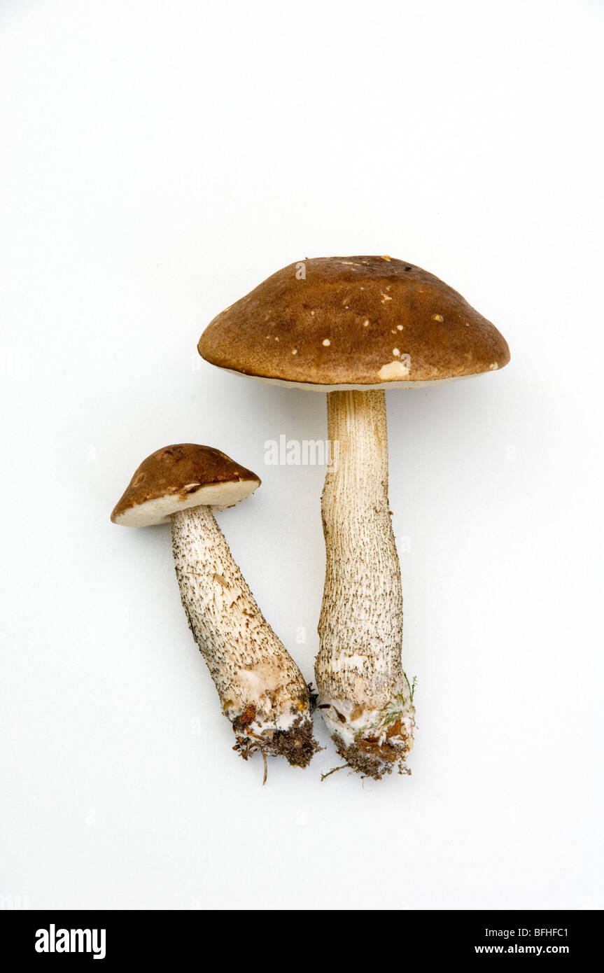 Bolete fungus hi-res stock photography and images - Alamy