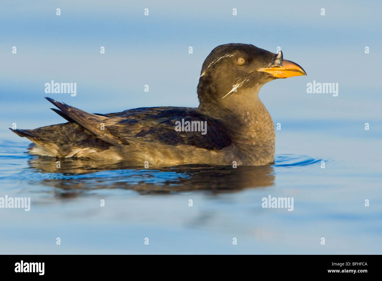 Rhinoceros Auklet (Cerorhinca monocerata) swimming in the ocean in ...