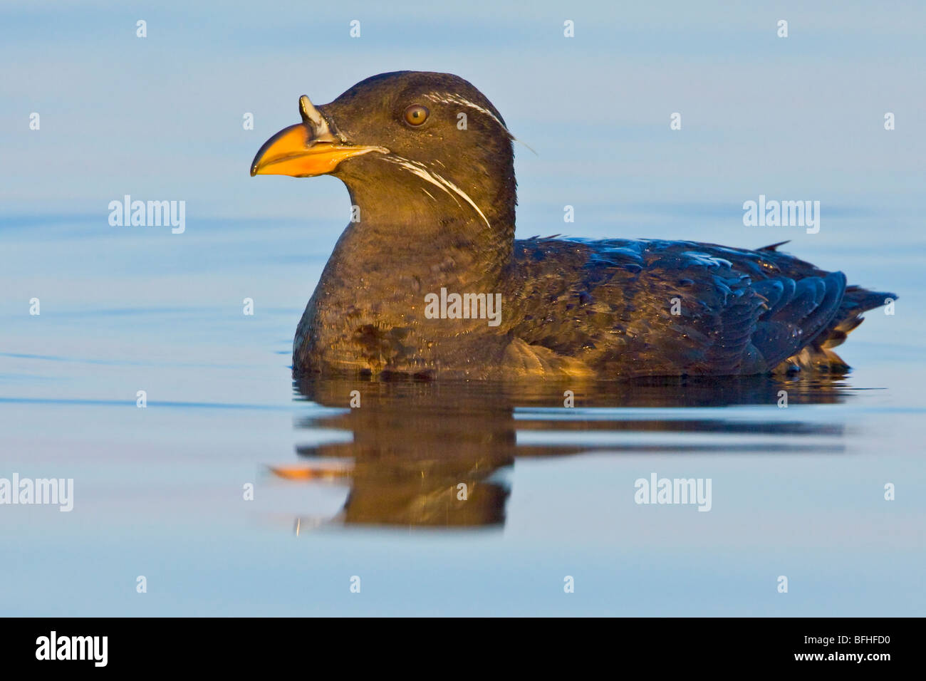 Rhinoceros Auklet (Cerorhinca monocerata) swimming in the ocean in ...