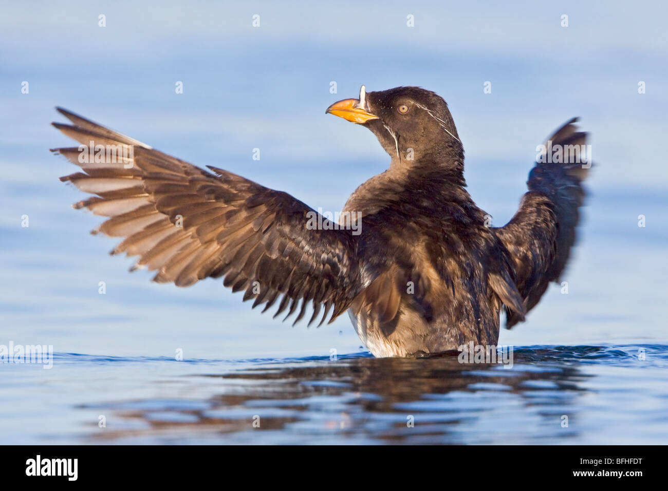 Rhinoceros Auklet (Cerorhinca monocerata) swimming in the ocean in ...