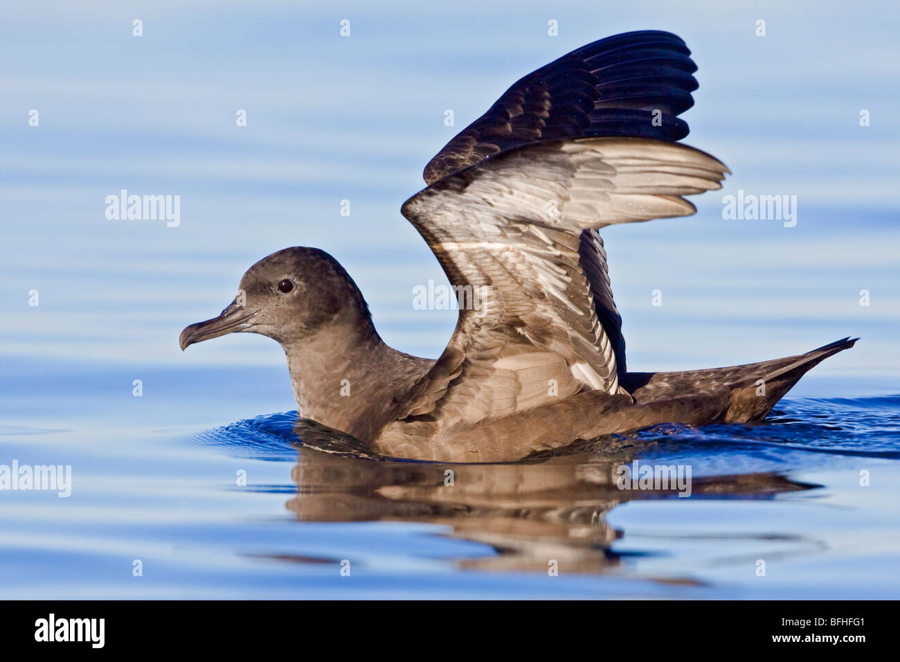 Sooty Shearwater (Puffinus griseus) swimming on the ocean near Victoria ...