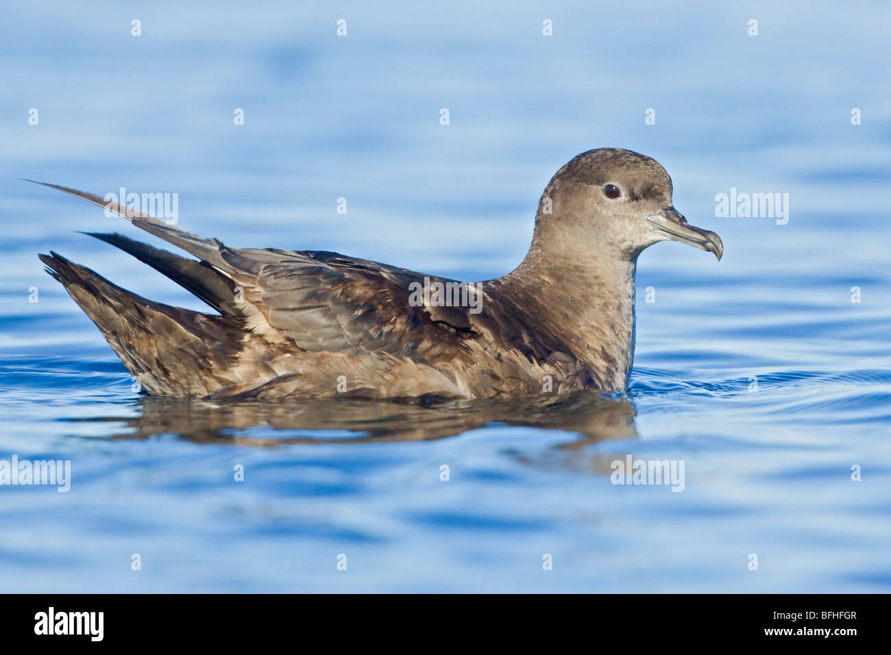 Sooty Shearwater (Puffinus griseus) swimming on the ocean near Victoria ...