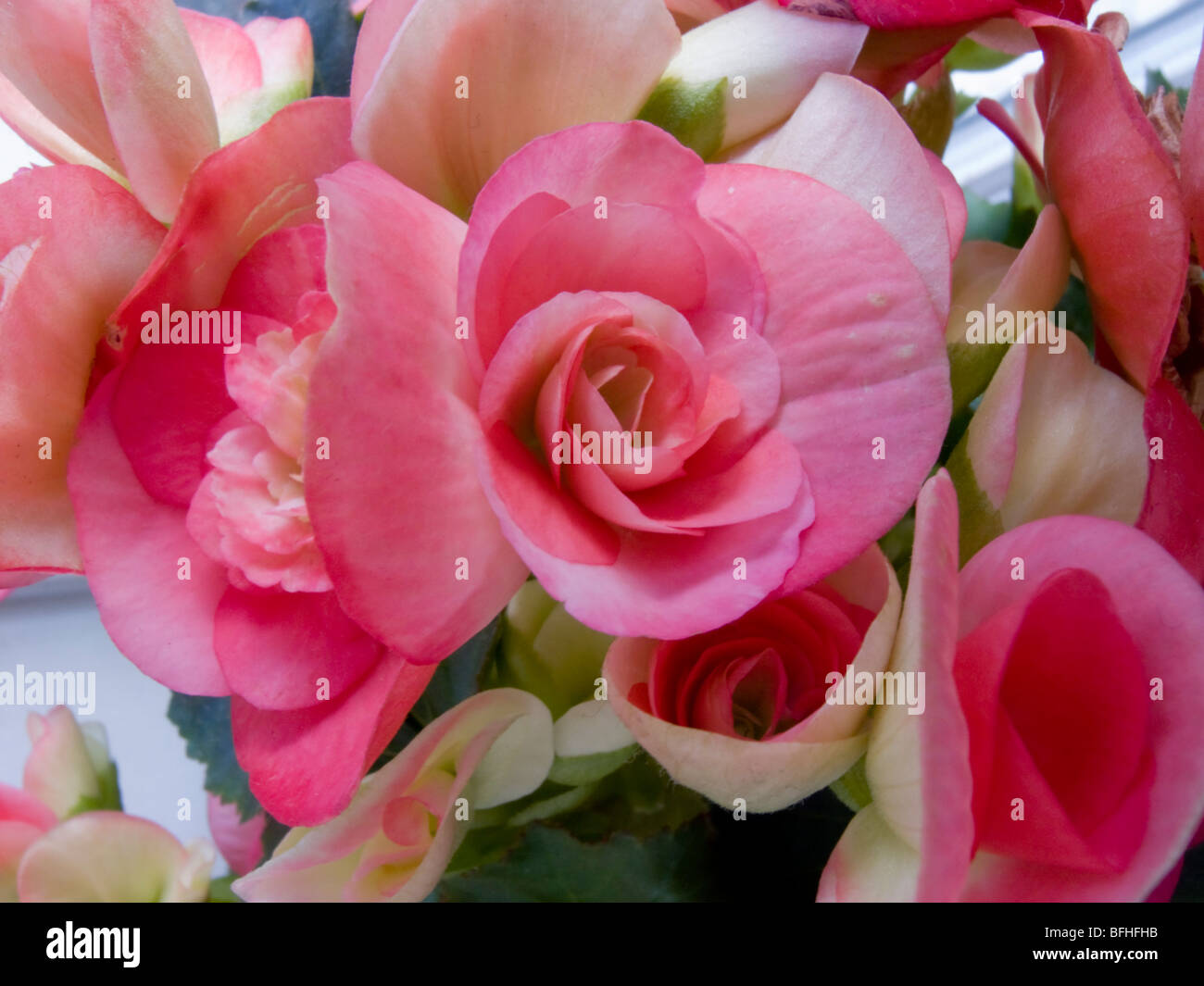 Delicate pink colour rose hi-res stock photography and images - Alamy