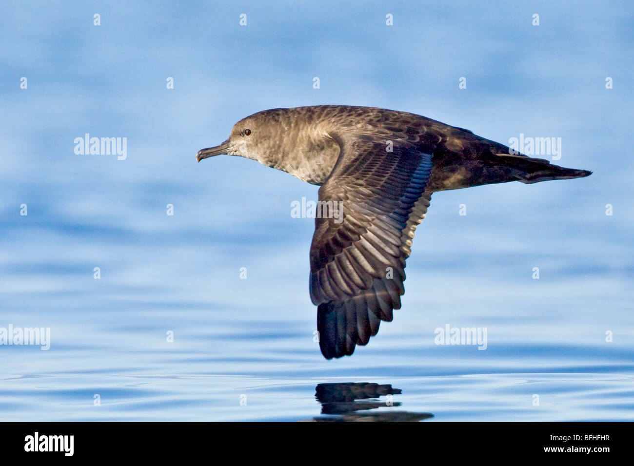 Sooty Shearwater (Puffinus griseus) flying off the coast of Victoria ...