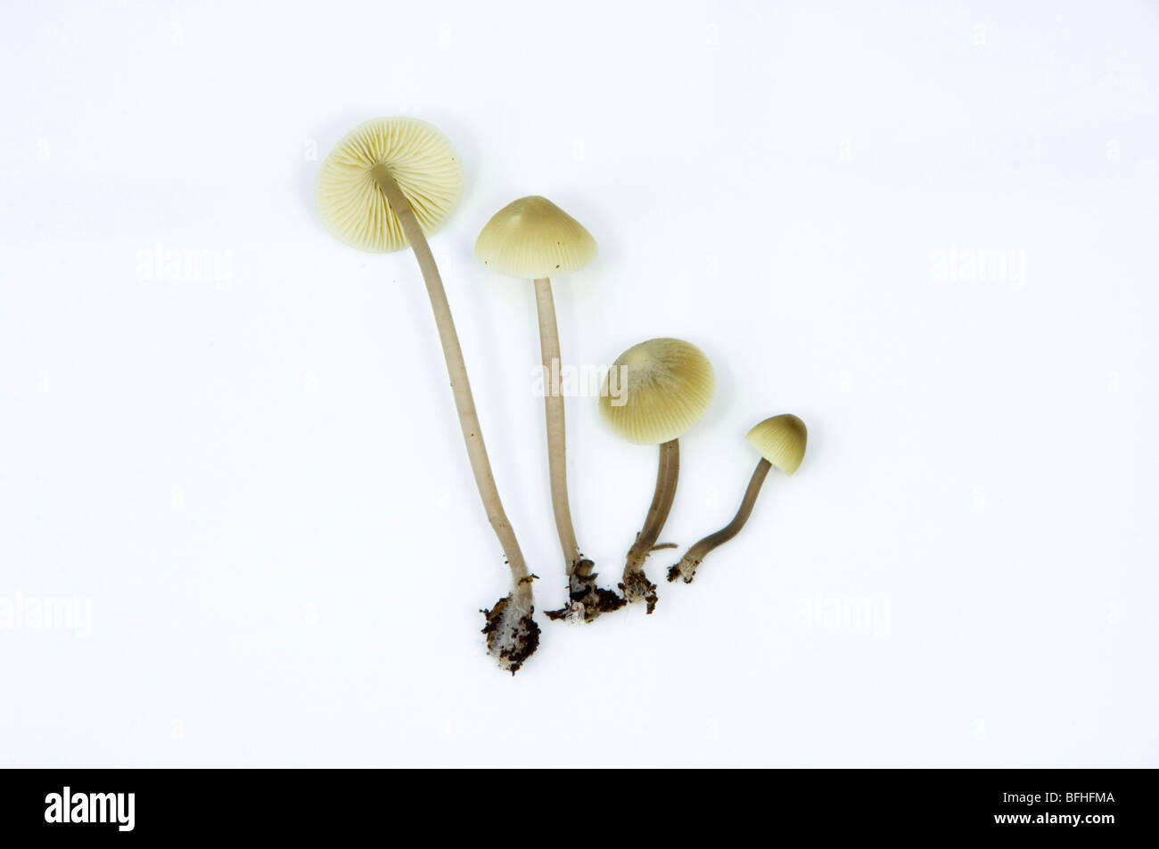 Angels Bonnet High Resolution Stock Photography and Images - Alamy