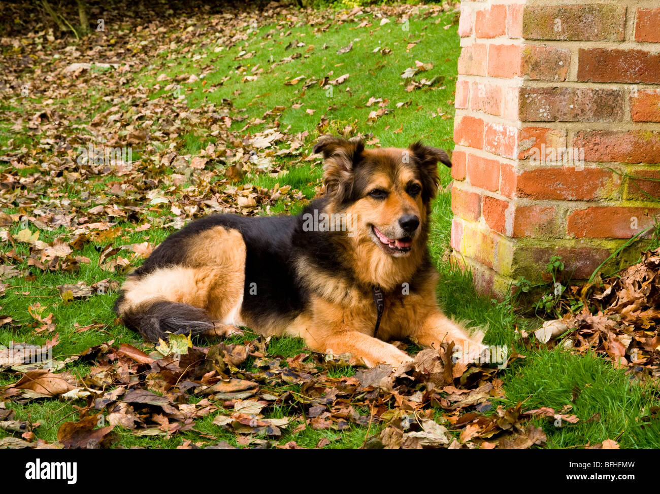 A German Shepard/Alsation dog sits in the Autumn leaves Stock Photo - Alamy