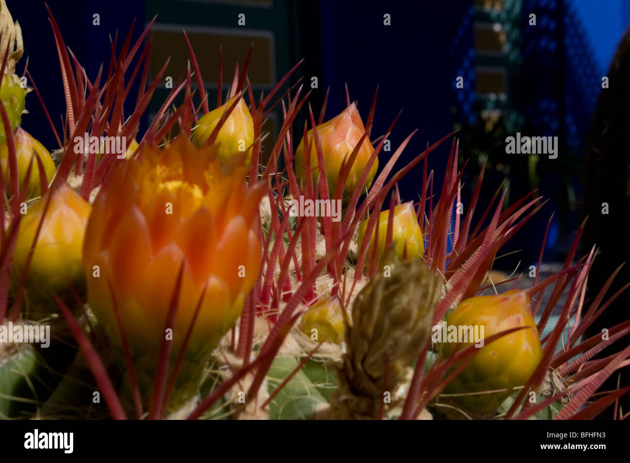 Close up of cactus flowers in front of the Museum of Islamic Art in the ...