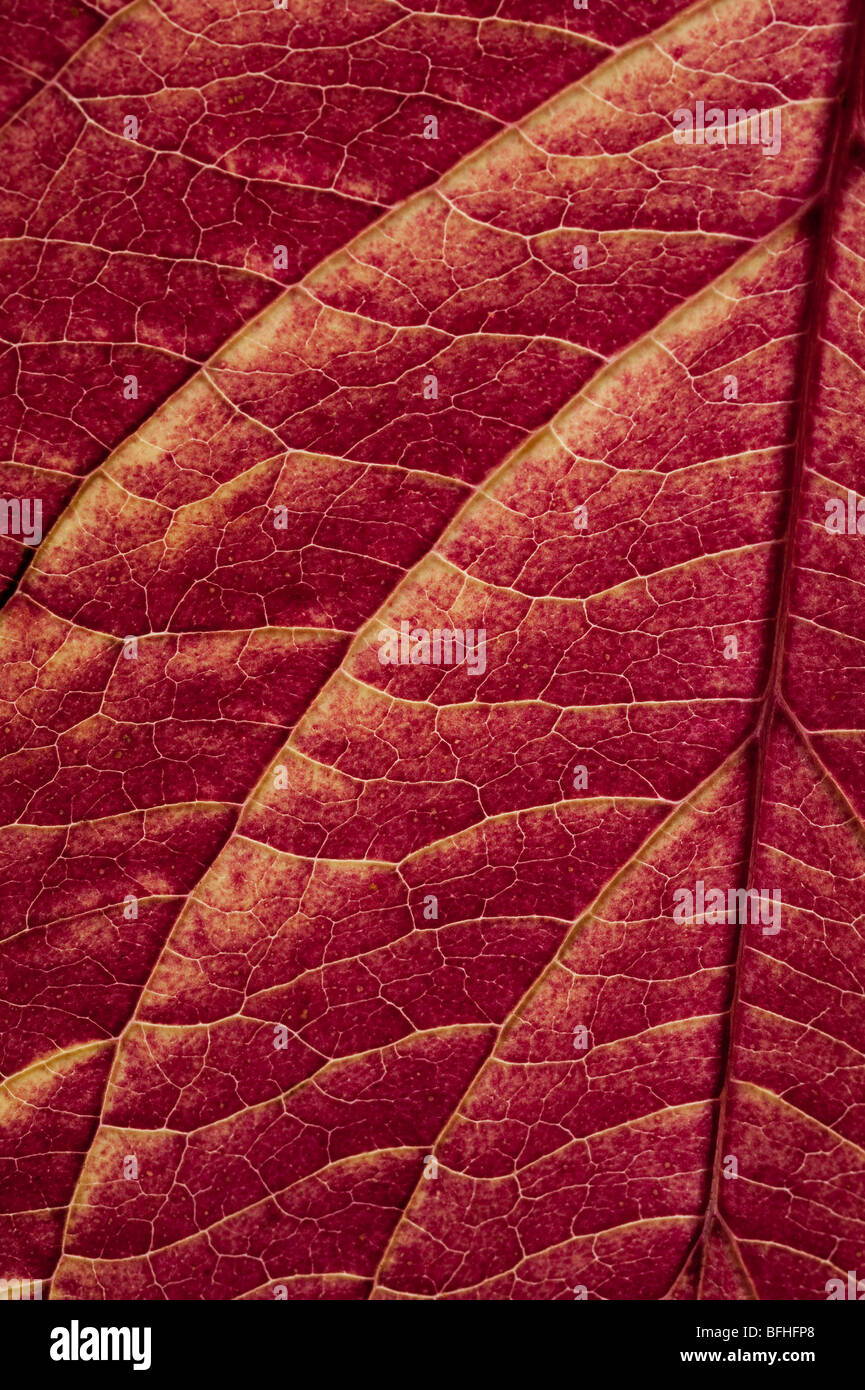 Pacific dogwood leaves hi-res stock photography and images - Alamy