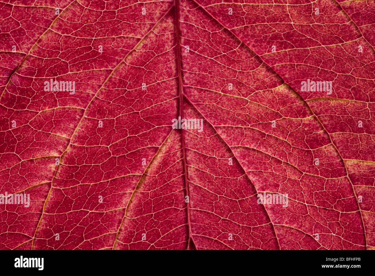 Pacific Dogwood leaves close up turning in autumn fall colors Stock ...