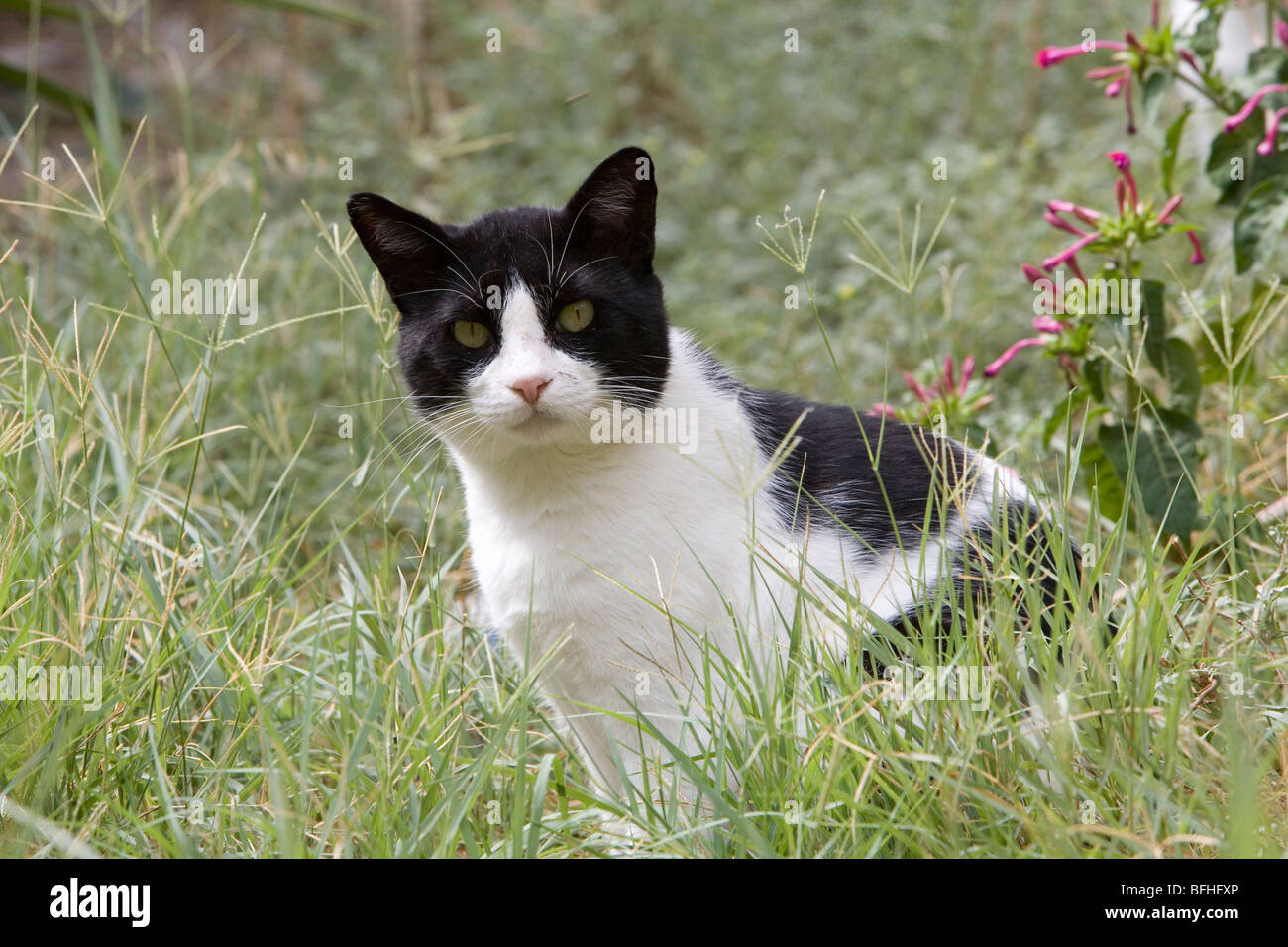 Cats of Greece Stock Photo - Alamy