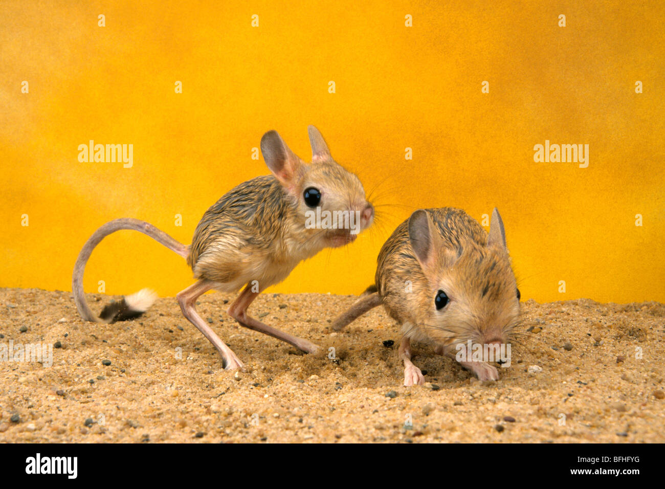 Lesser egyptian jerboa hi-res stock photography and images - Alamy