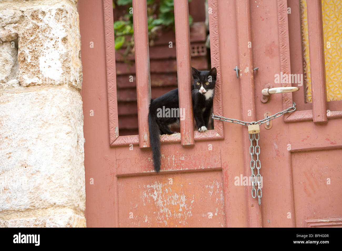 Cats of Greece Stock Photo - Alamy