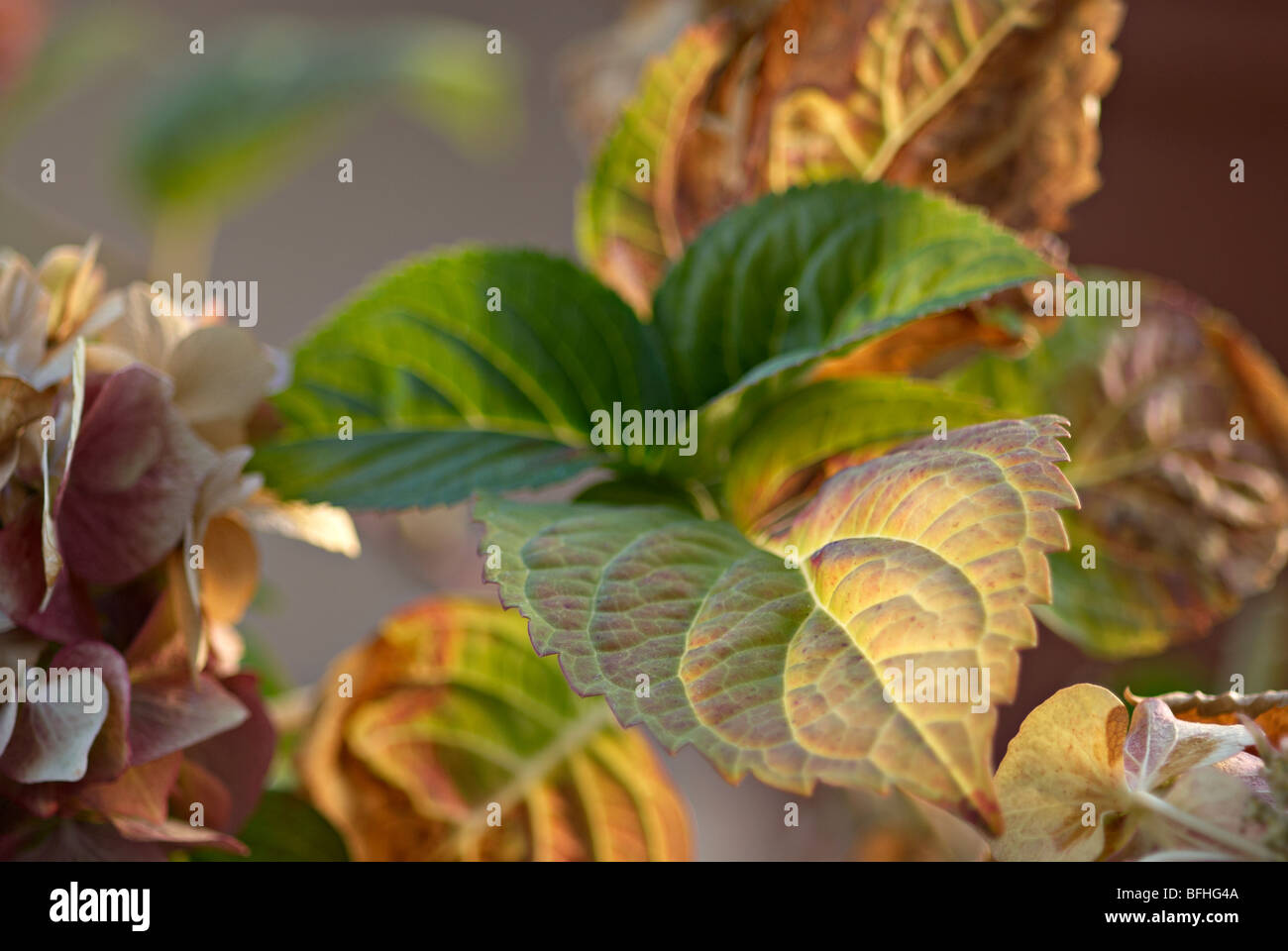 Hydrangeas in fall hi-res stock photography and images - Alamy