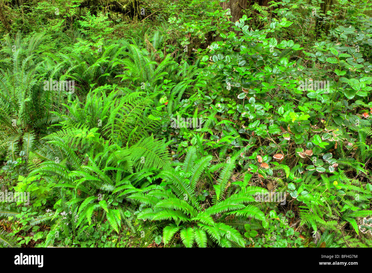 Rain forest pacific rim canada hi-res stock photography and images - Alamy