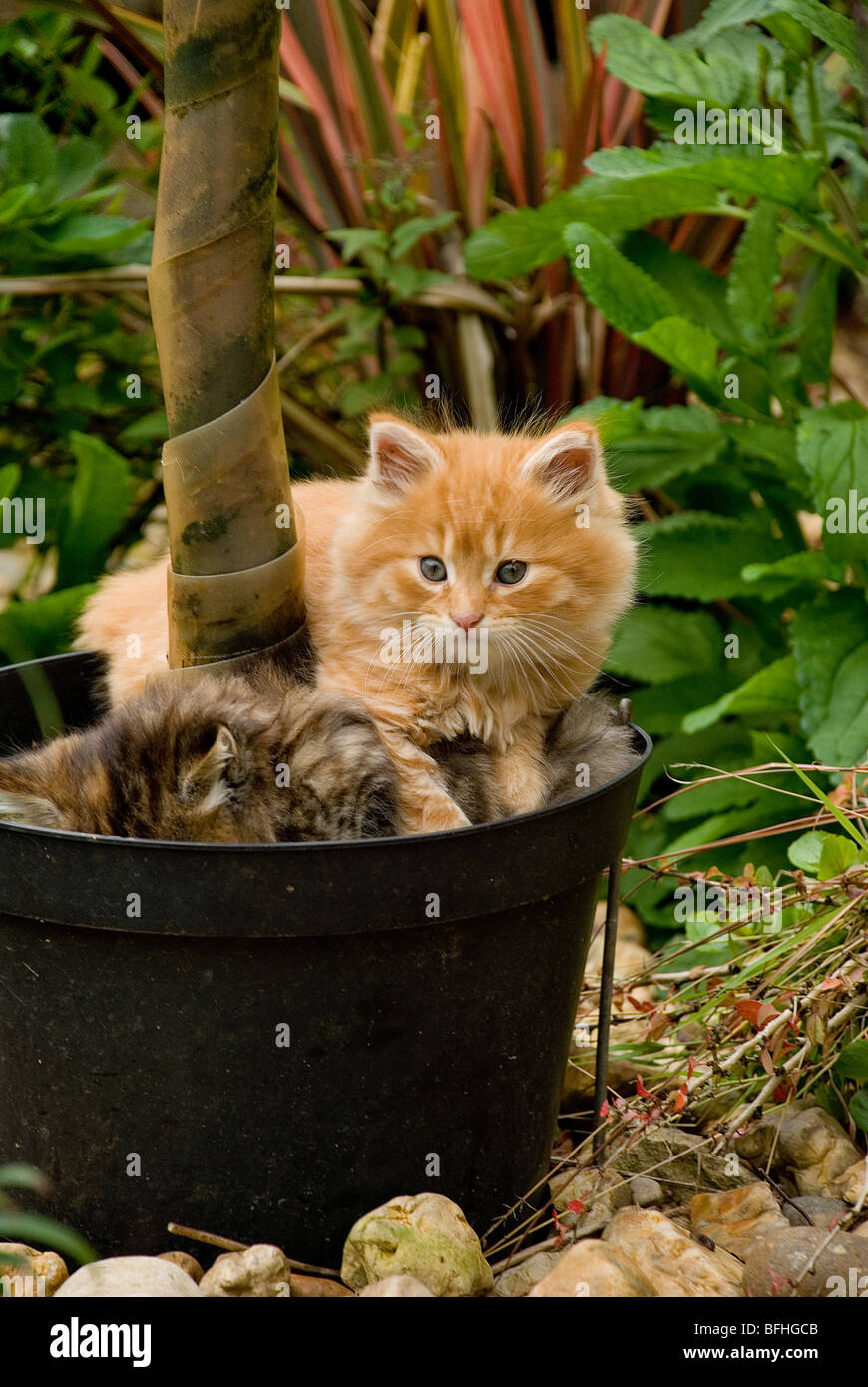Little ginger cat Stock Photo - Alamy