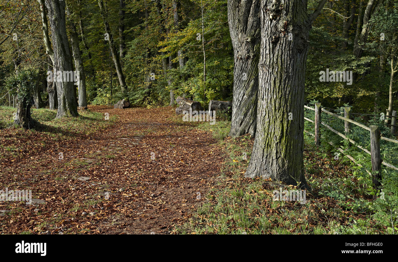 Path in an autumn forest Stock Photo - Alamy
