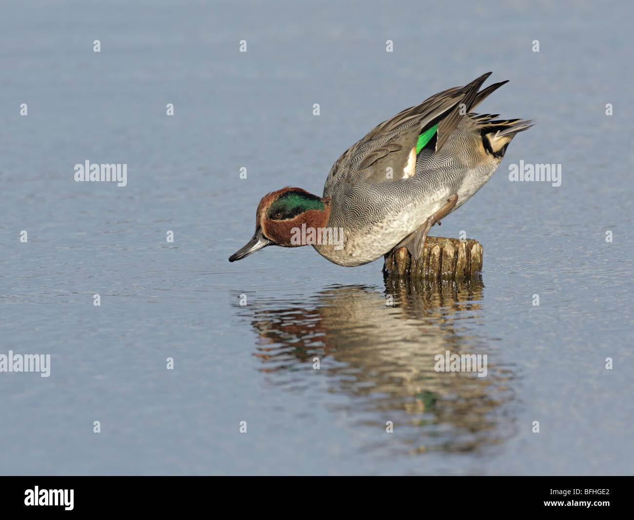 Anas crecca water ripples hi-res stock photography and images - Alamy