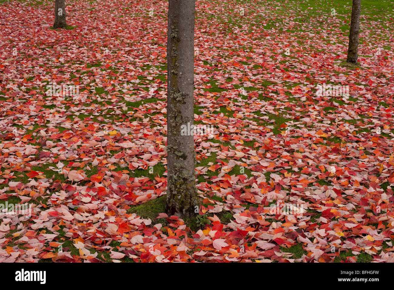 Maple tree at park with leaves falling on to the ground Autumn colors ...