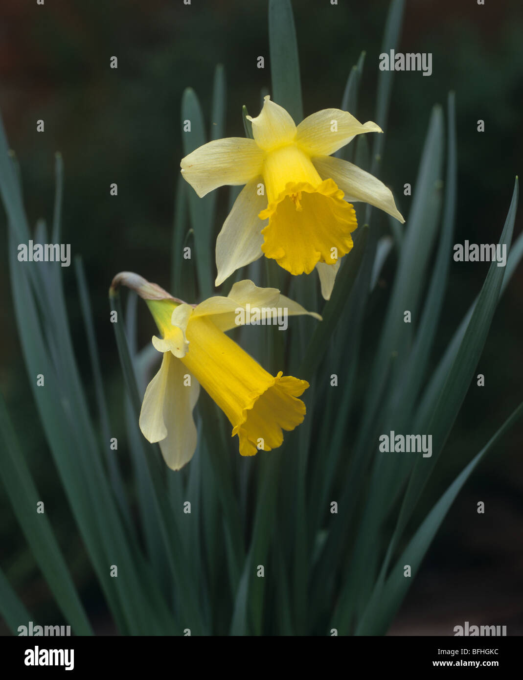 Flowers of a wild daffodil or lent lily (Narcissus pseadonarcissus ...