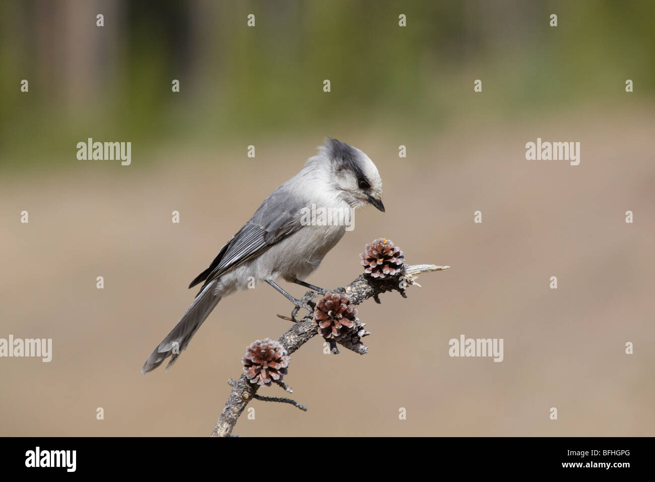 Whiskey Jack Birds High Resolution Stock Photography and Images - Alamy
