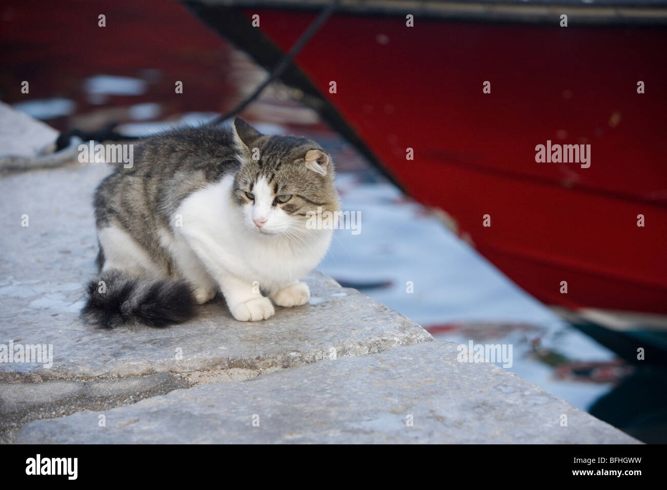 Cats of Greece Stock Photo - Alamy