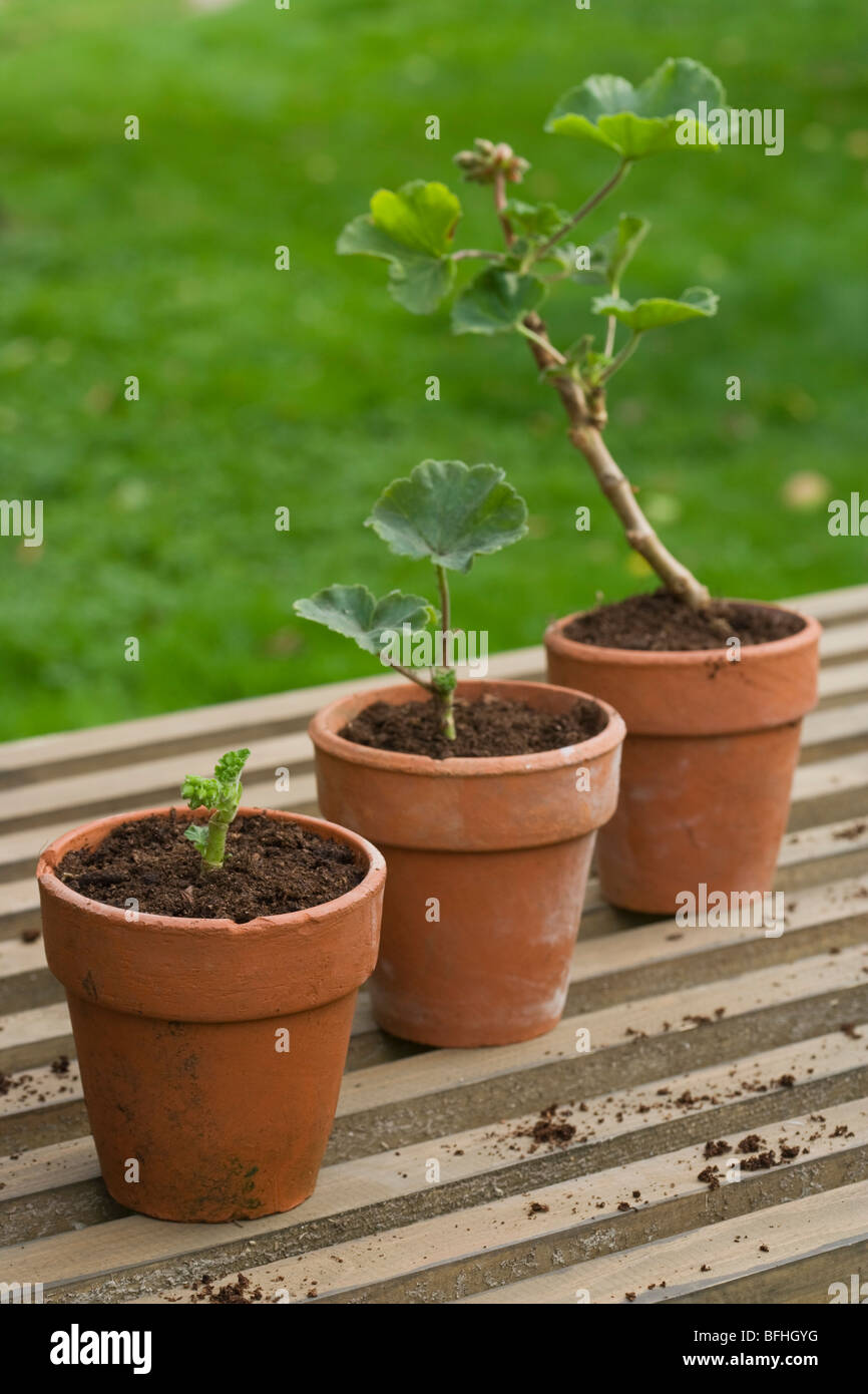 Three Potted Plants Stock Photo - Alamy