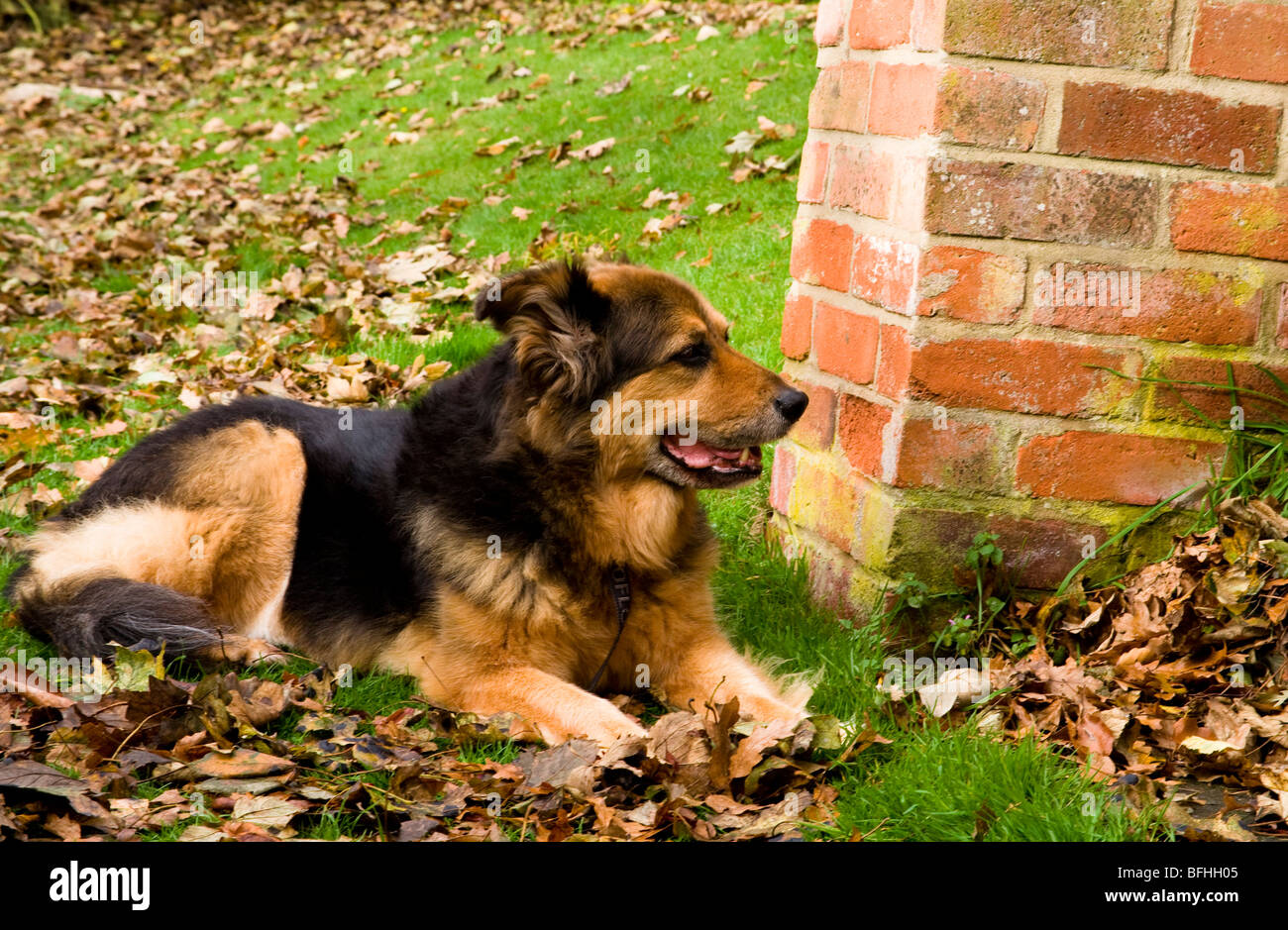 A German Shepard/Alsation dog sits in the Autumn leaves Stock Photo - Alamy