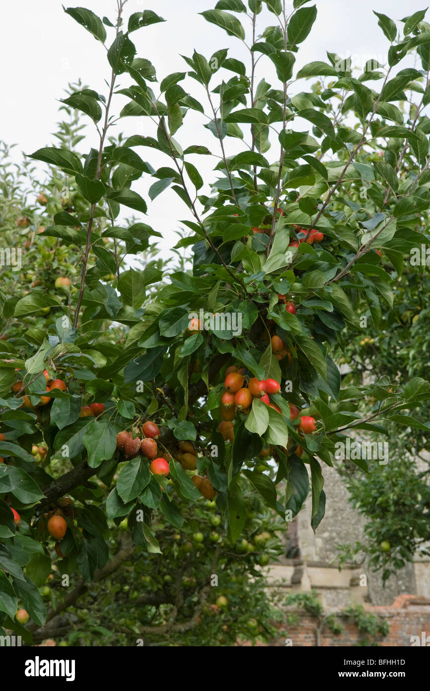 Pear tree well hi-res stock photography and images - Alamy
